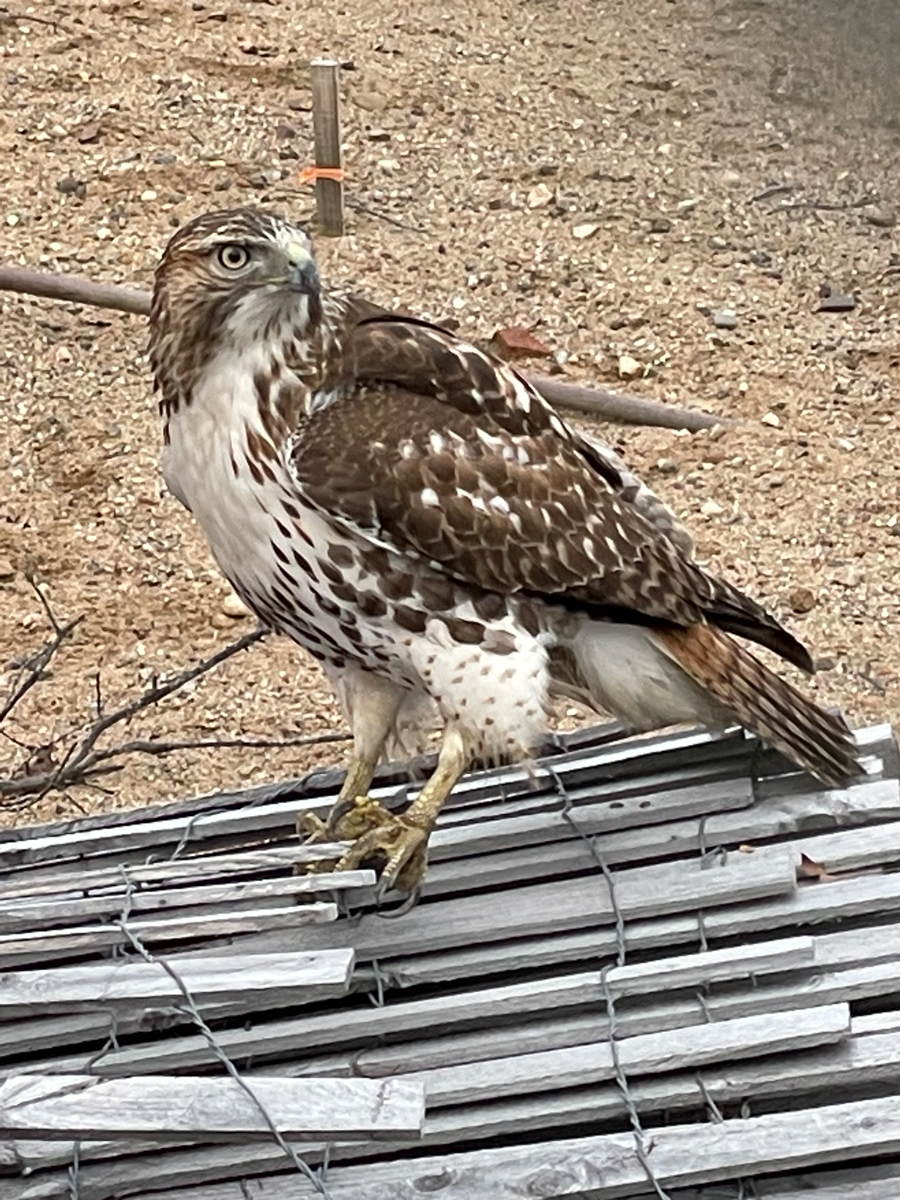 What to Count and When to Breathe – East River Park ACTION